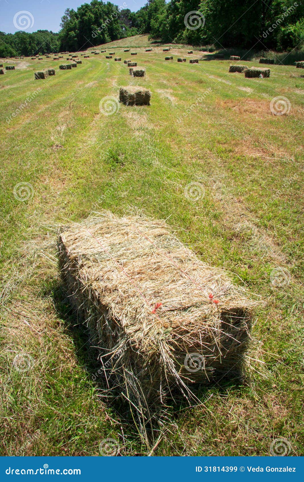 Square Hay Bales stock image. Image of country, farmwork - 31814399