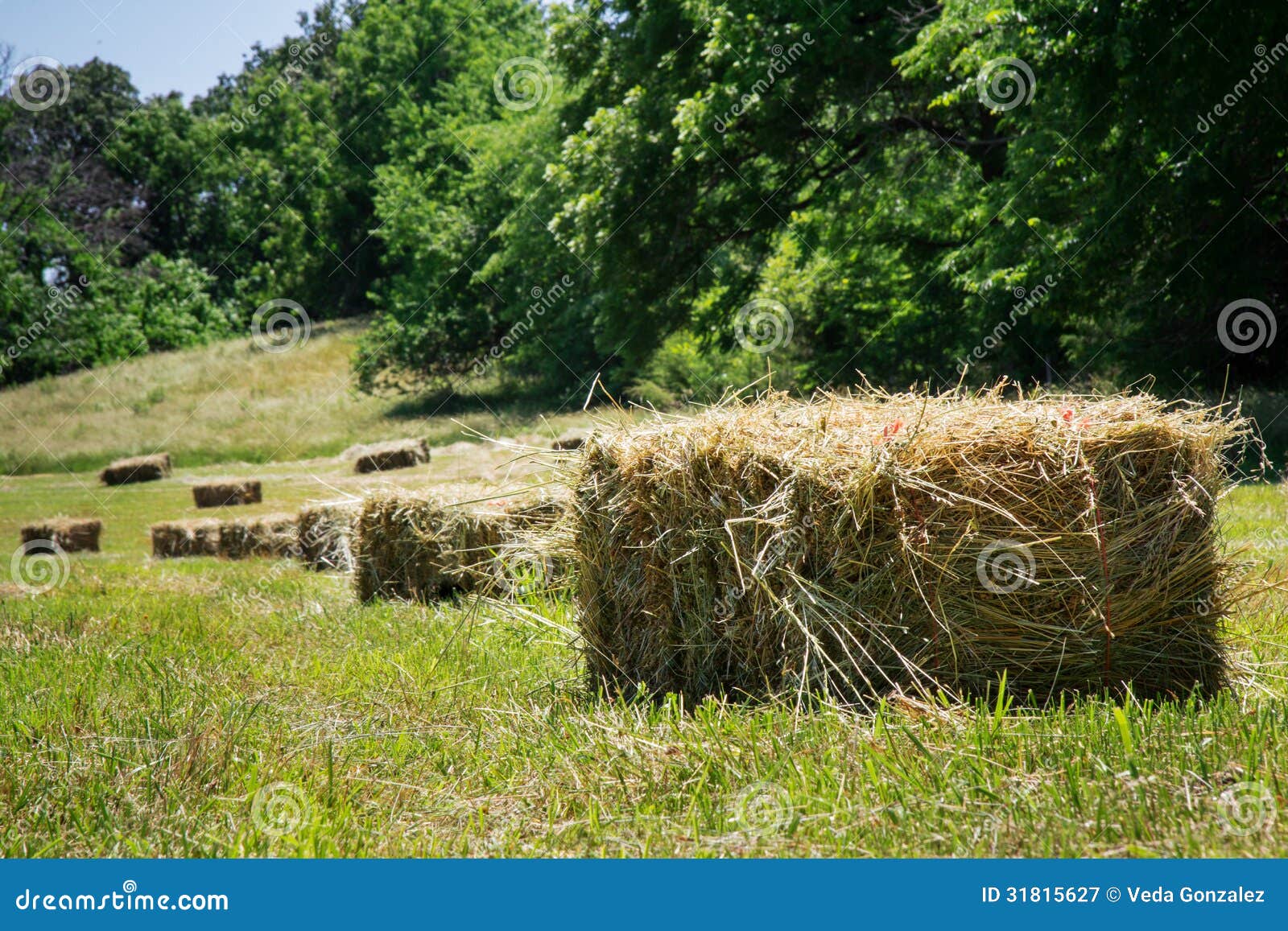 Square Hay Bales stock image. Image of baling, country - 31815627