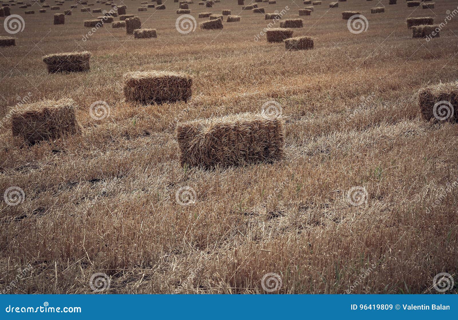 Square Hay bales stock image. Image of field, farming - 96419809