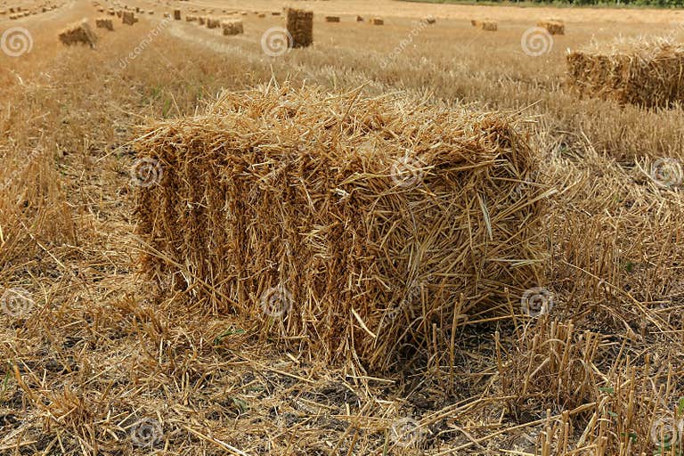 Square Hay bales stock photo. Image of agriculture, barley - 96420018