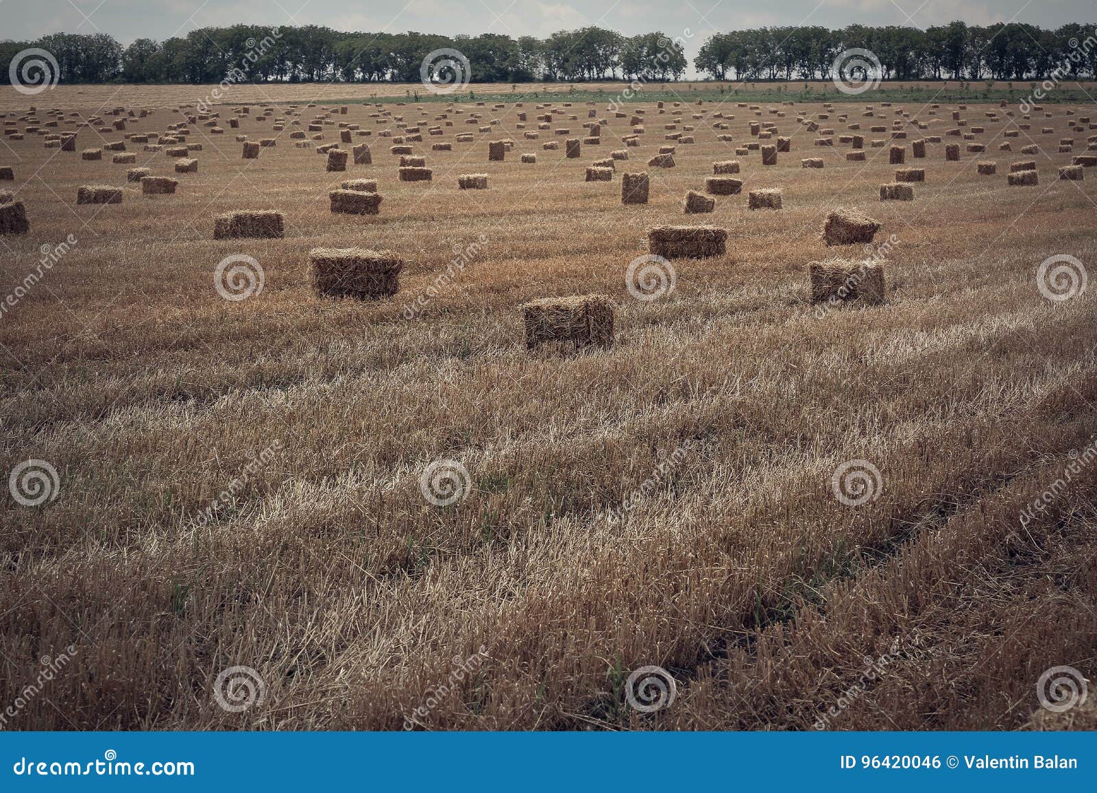 Square Hay bales stock photo. Image of golden, haybail - 96420046