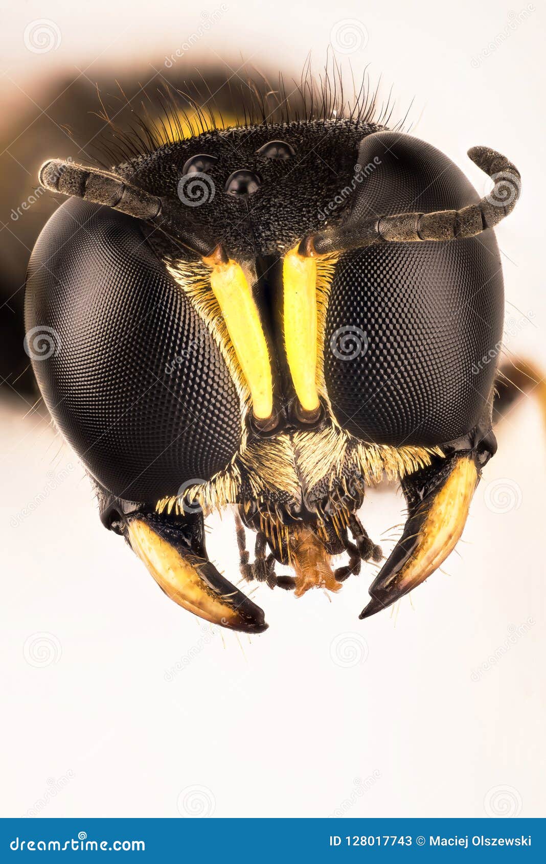 Square-headed Wasp, Square Headed Wasp, Ectemnius Cephalotes, Ectemnius ...