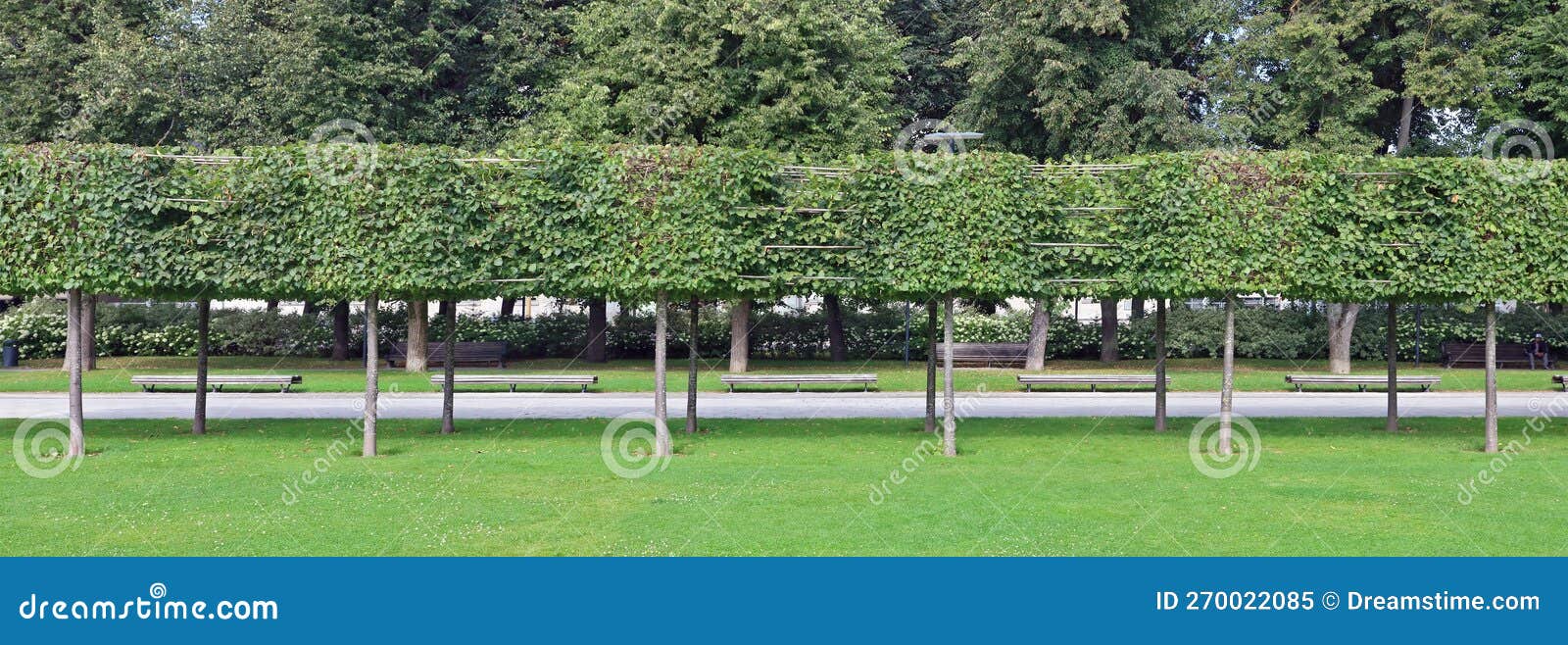 Square Linden Trees As an Element of Modern Decorative Park Design ...