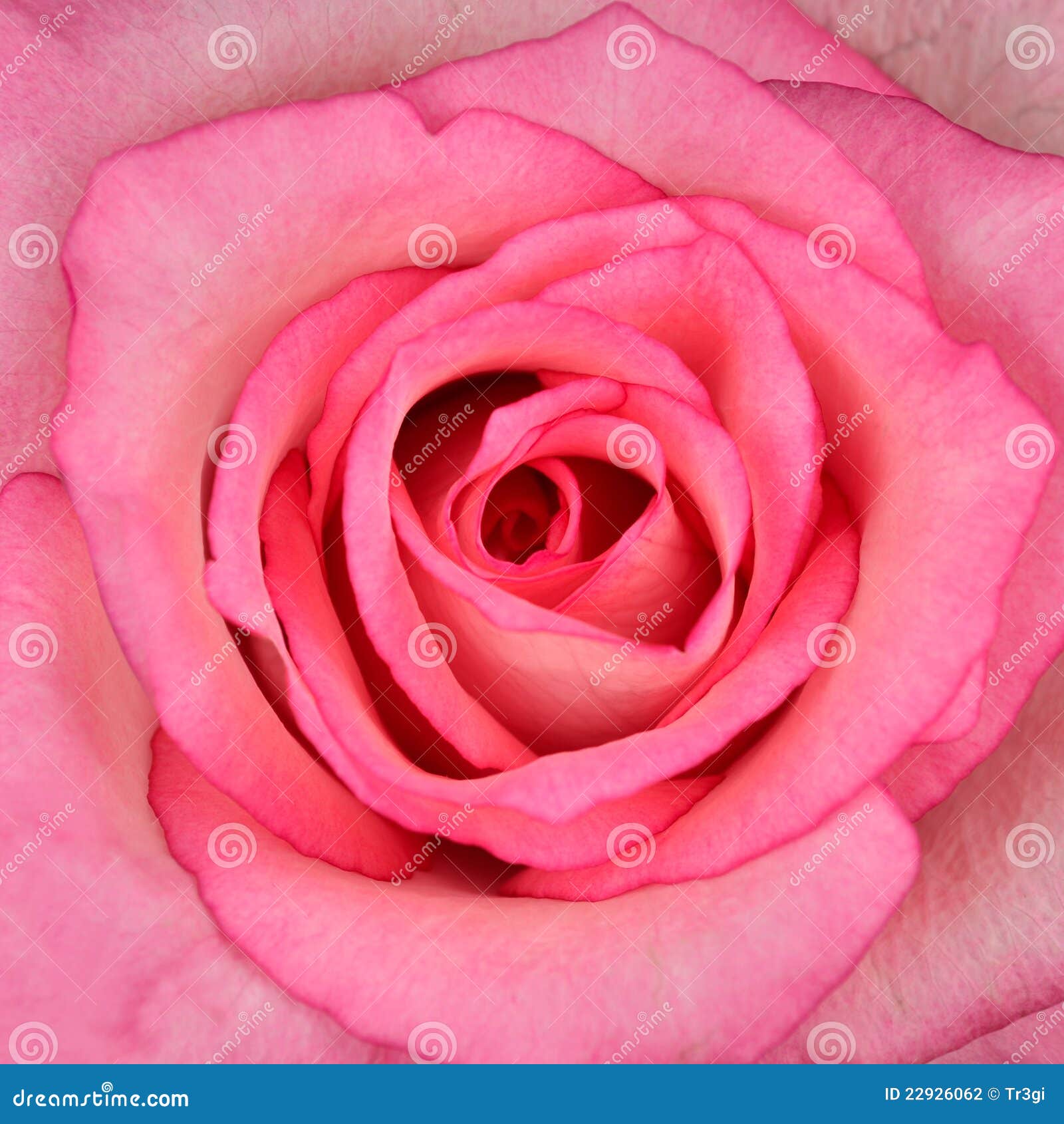 Square Macro of Beautiful Pink Rose Stock Photo - Image of flowerhead ...