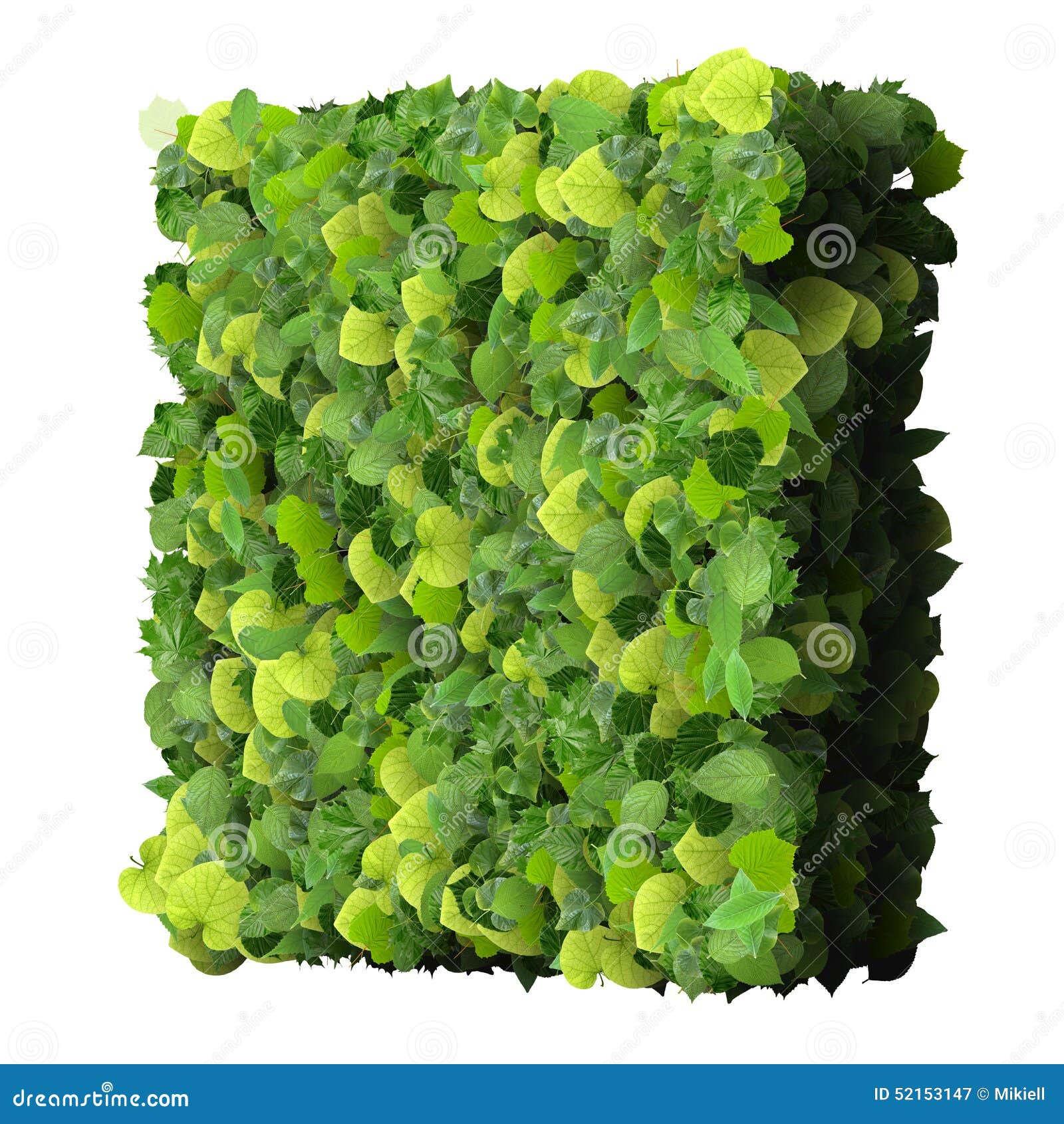 Square Made from Green Leaves Isolated on White Background. 3D Render ...