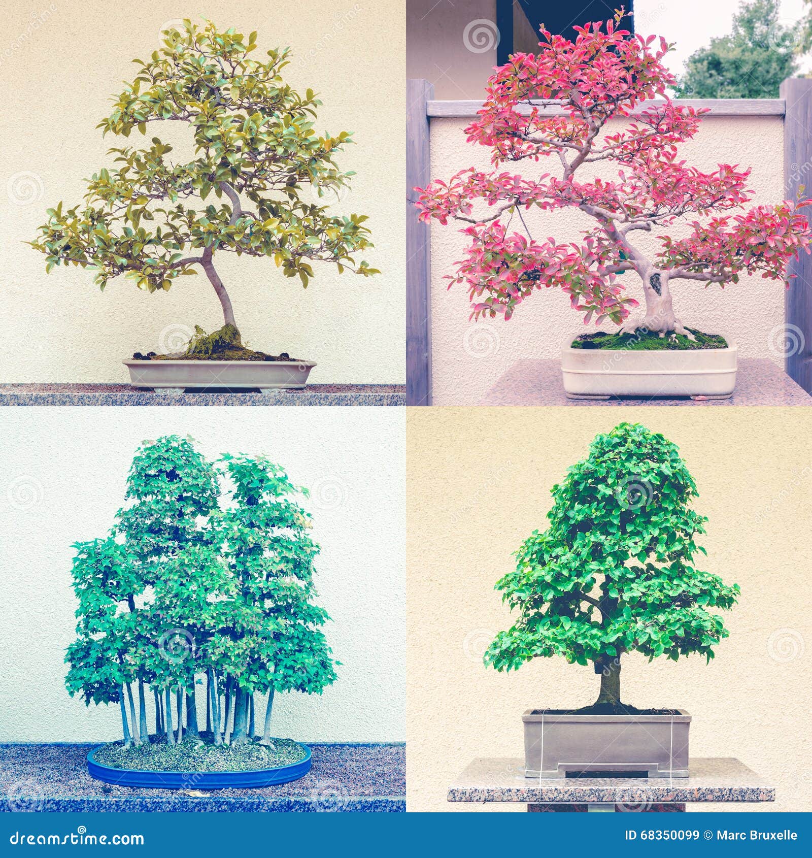 Square Montage of Four Bonsai Trees Stock Image - Image of beautiful ...