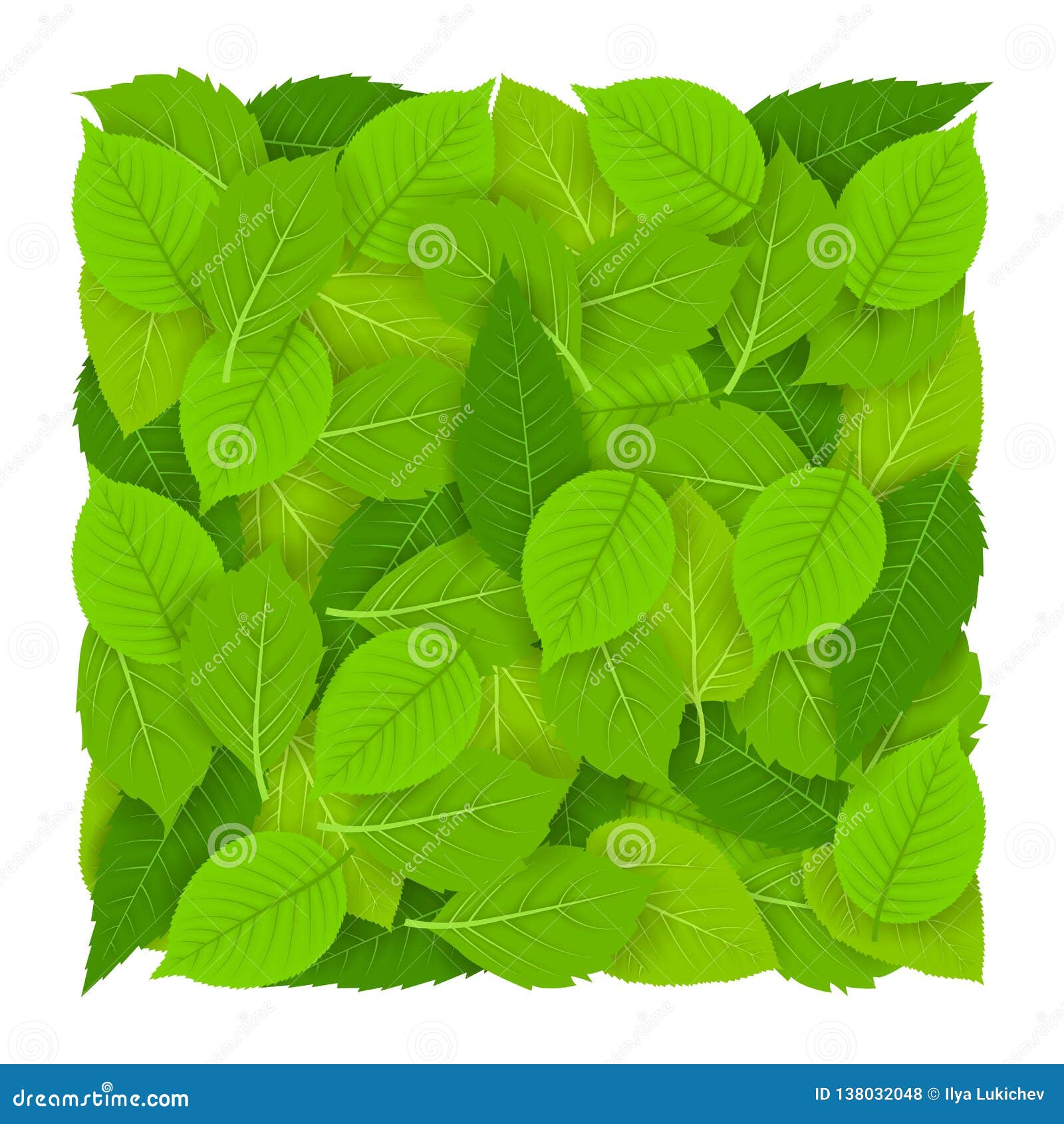 Square Pattern with Beautiful Fresh Green Leaves. Isolated on White ...