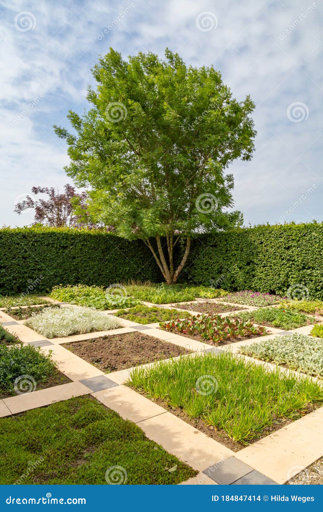 Square plant box design stock photo. Image of inspiration - 184847414