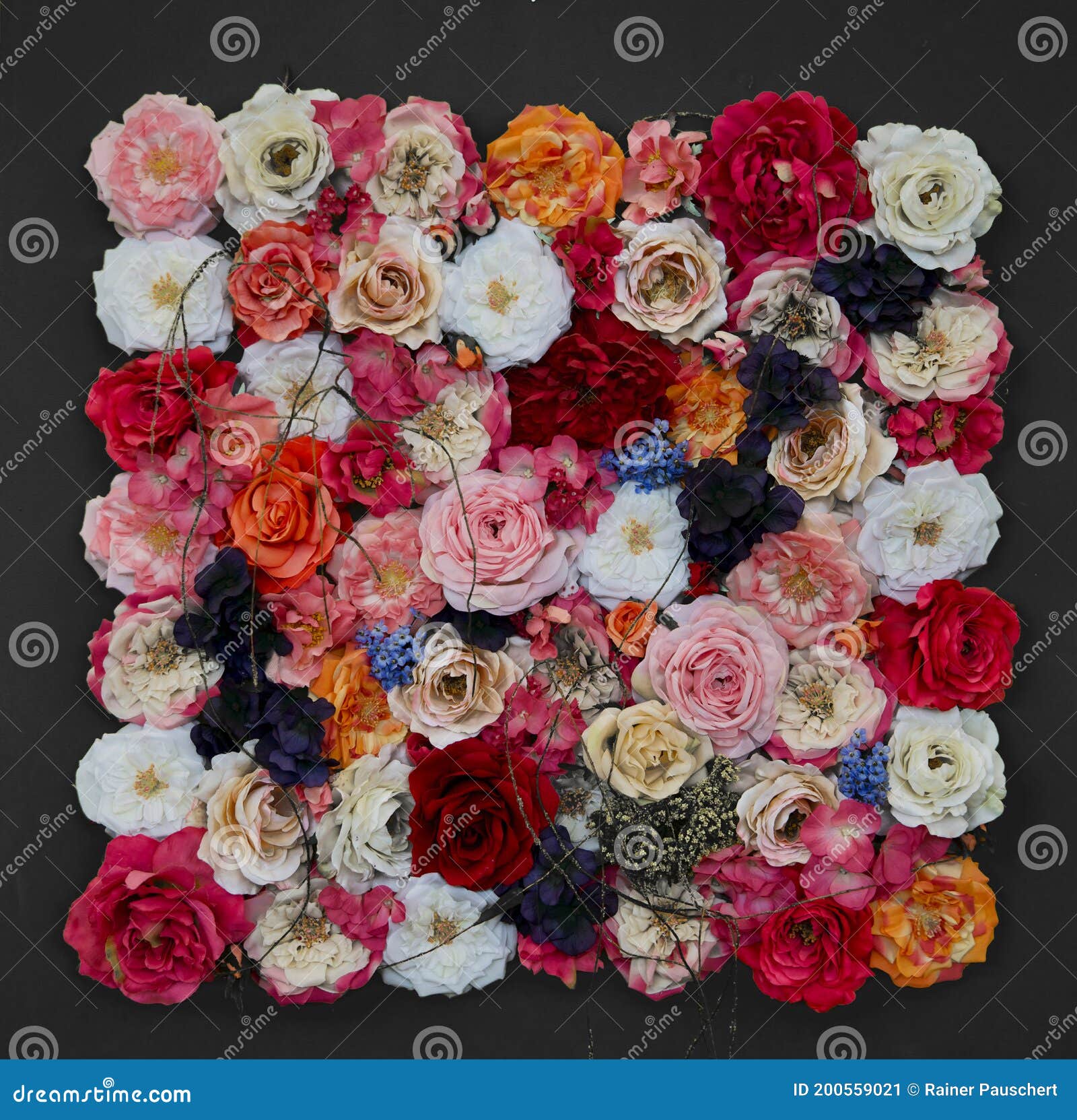 Square of roses stock image. Image of gift, beautiful - 200559021