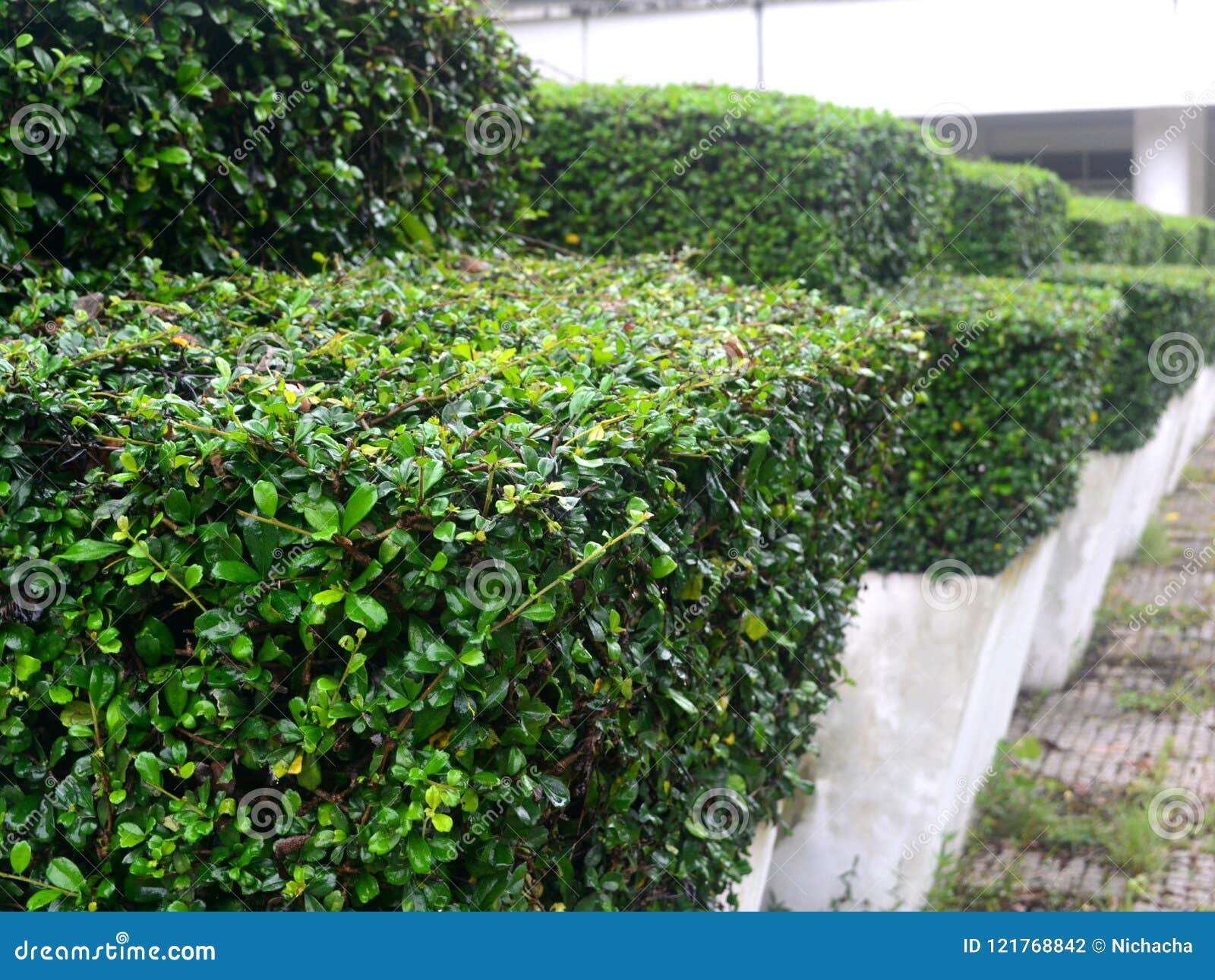 Square Shape Cut Bush Tree stock photo. Image of green - 121768842