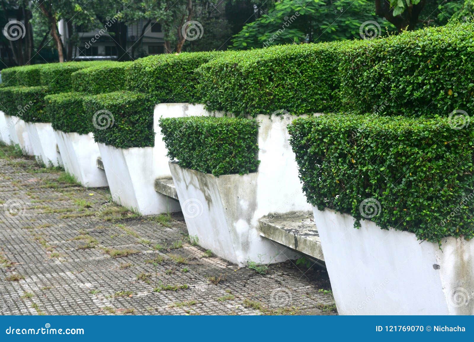 Square Shape Cut Bush Tree stock photo. Image of green - 121769070