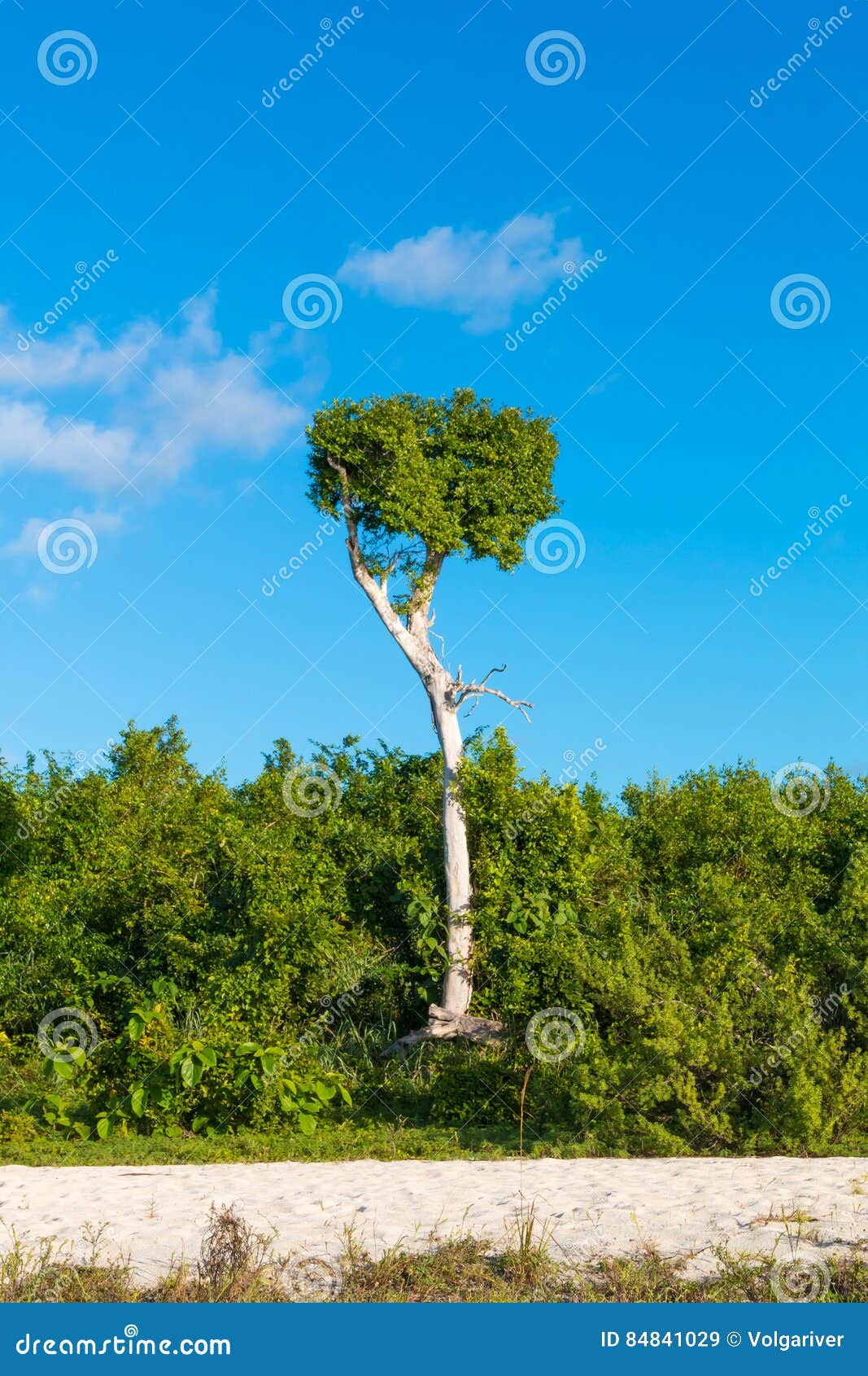 Square shape tree stock image. Image of natural, nature - 84841029