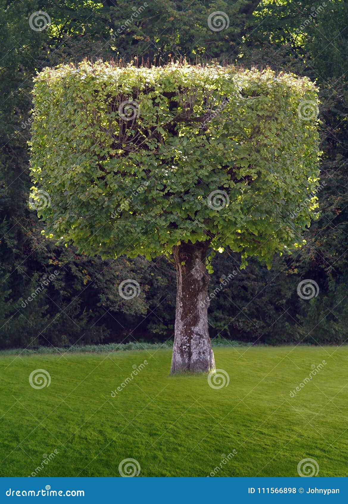 Square shape tree stock photo. Image of shape, deciduous - 111566898