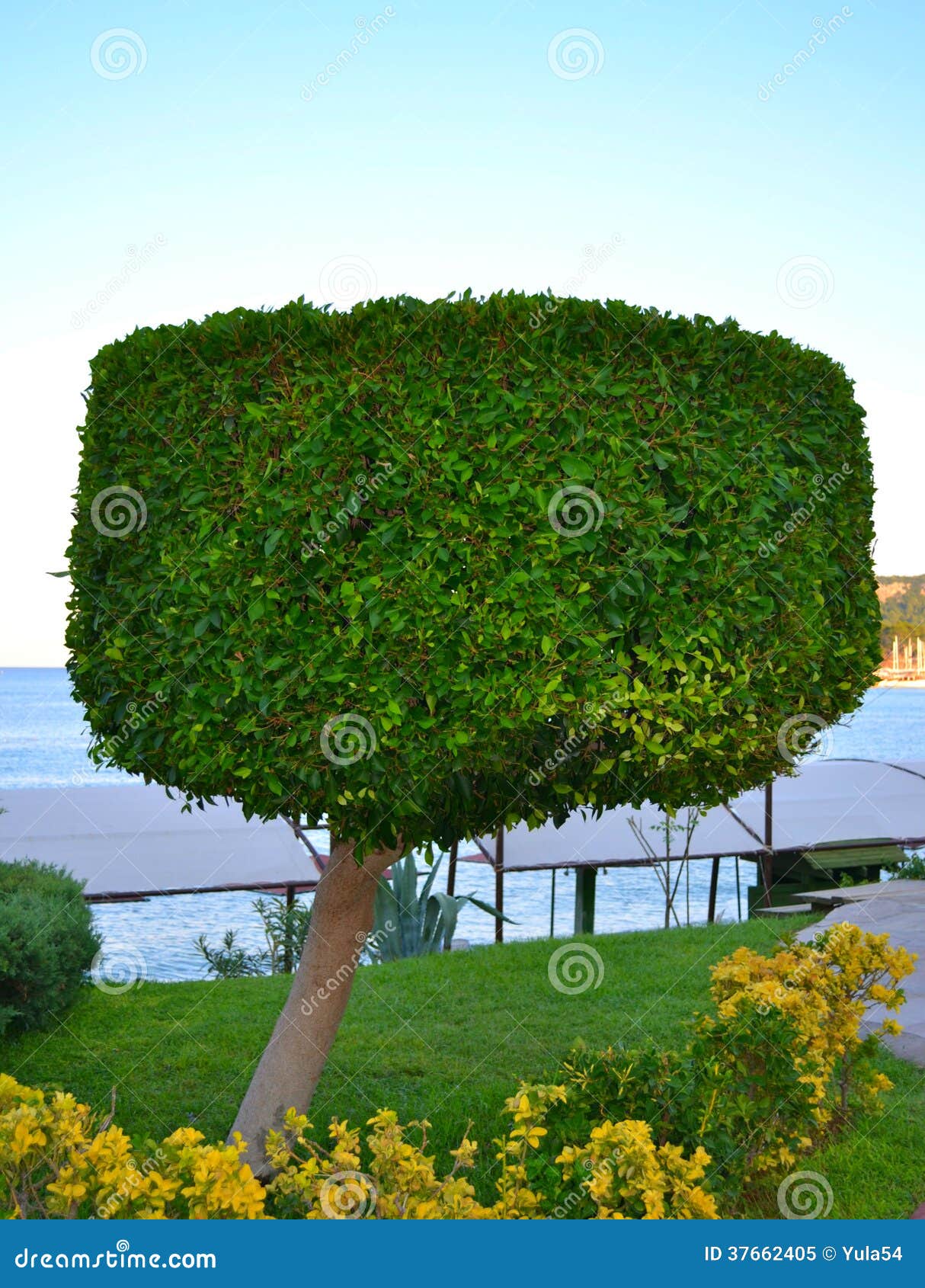 The square-shaped tree stock image. Image of barrel, tree - 37662405