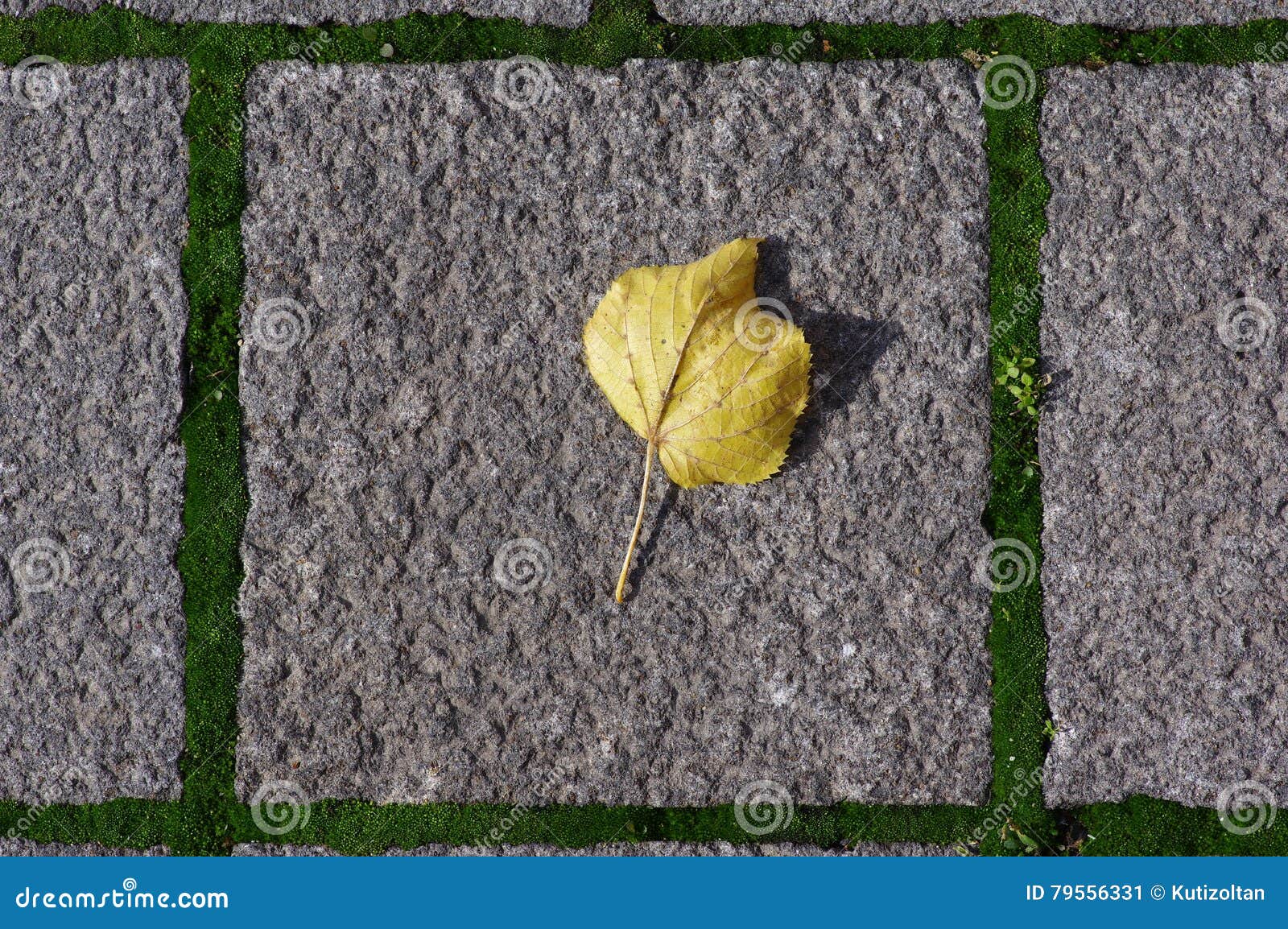 Square Sidewalk with Yellow Leave (RAW Format) Stock Image - Image of ...