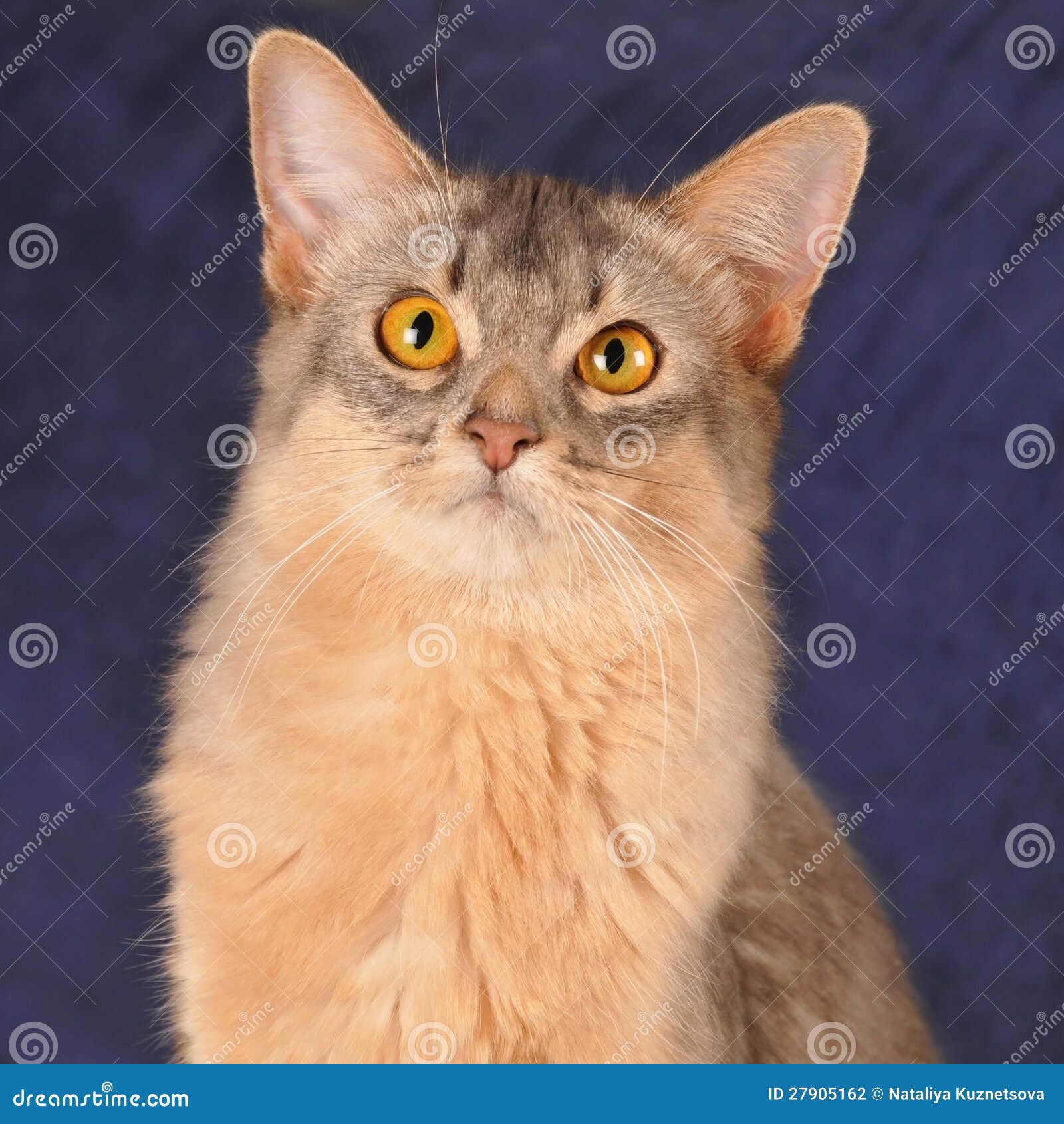 Square somali cat portrait stock photo. Image of head - 27905162