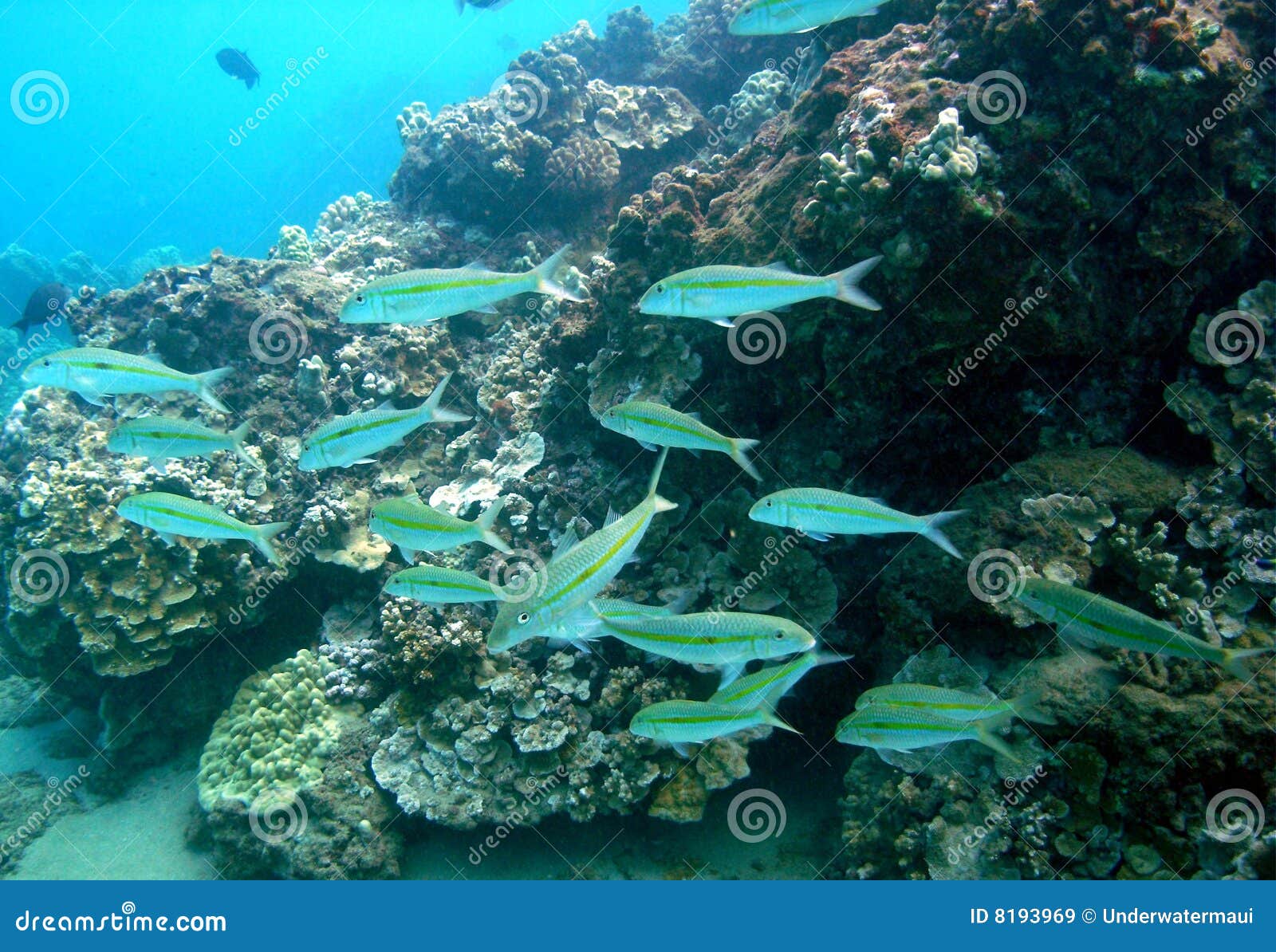 Square-spot Goatfish stock image. Image of yellowstripe - 8193969