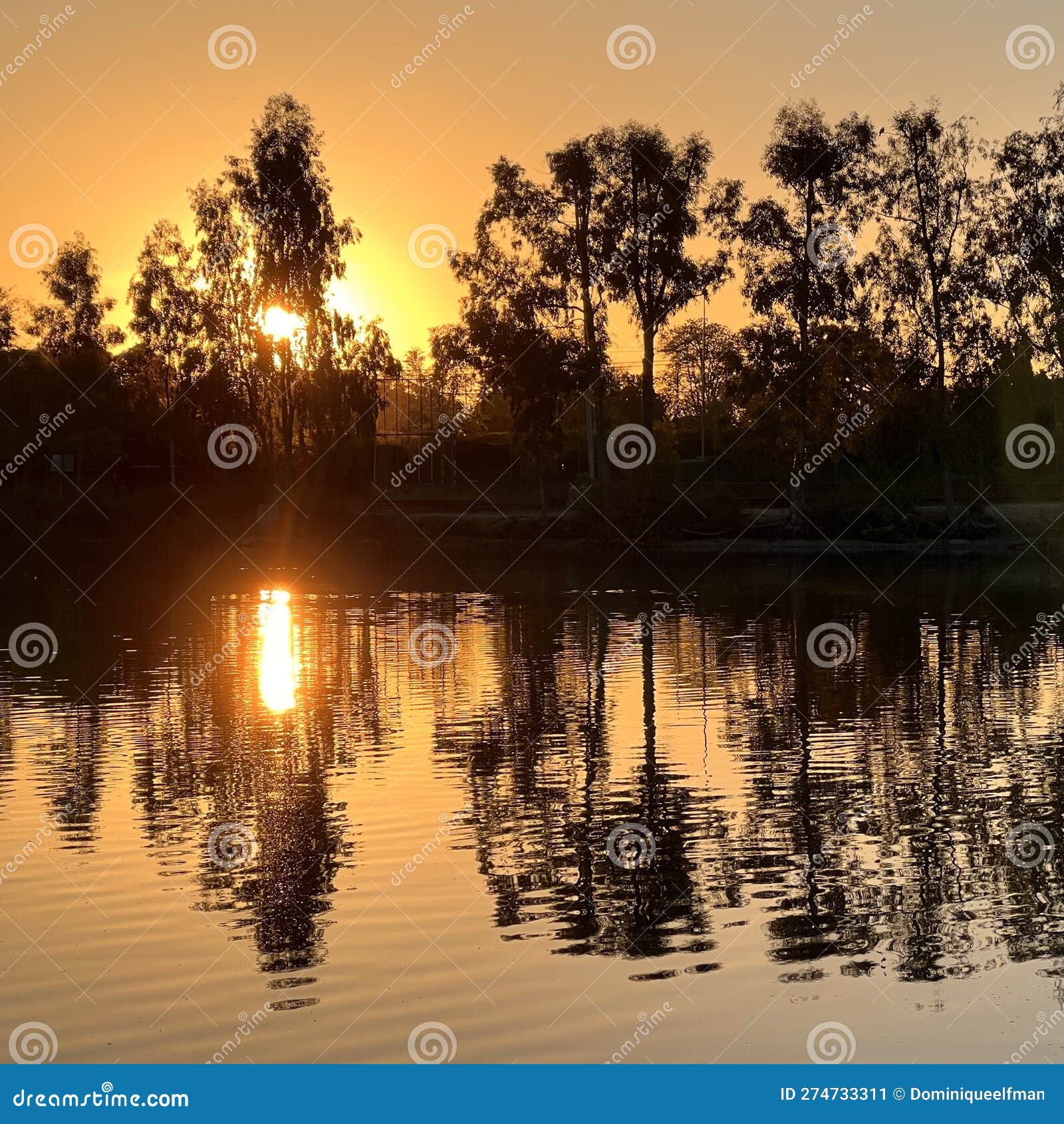 Square-shaped Sunrise by the Lake Stock Image - Image of plant, nature ...