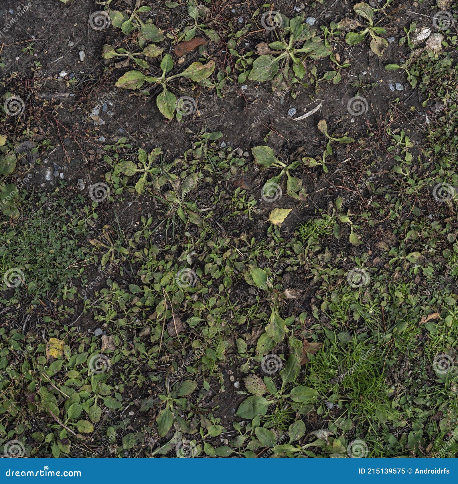 Square Texture of Forest Ground Stock Image - Image of texture, ground ...