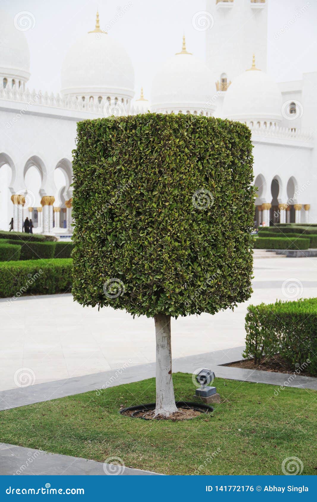 Square Beautiful Tree in Dubai Stock Photo - Image of botanical, nature ...