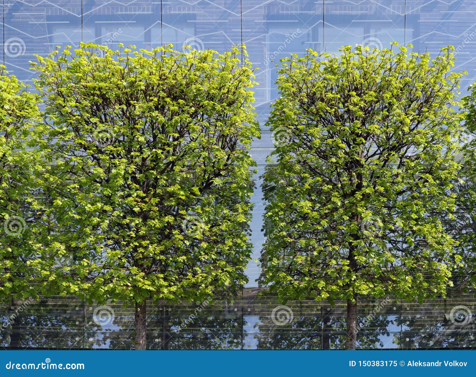 Square Trees As an Element of Modern Decorative Urban Design Stock ...