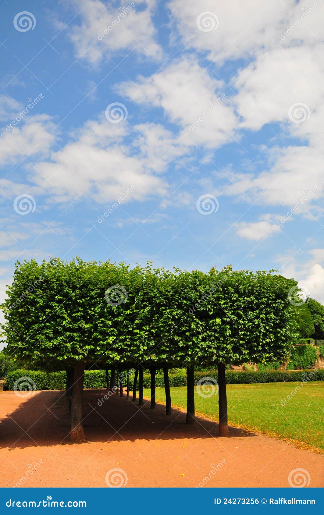 Square Trees in a Sunny Park Stock Photo - Image of excursion, spring ...