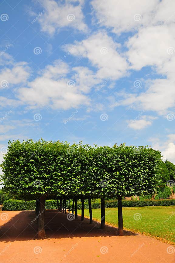Square Trees in a Sunny Park Stock Photo - Image of excursion, spring ...