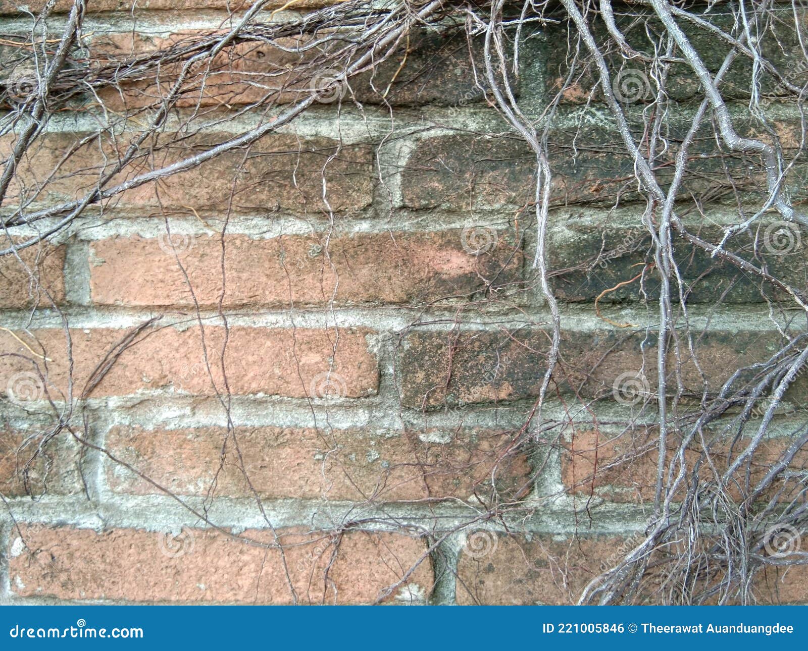A Square Wall Pattern Made of Brown Bricks and Covered with Many ...