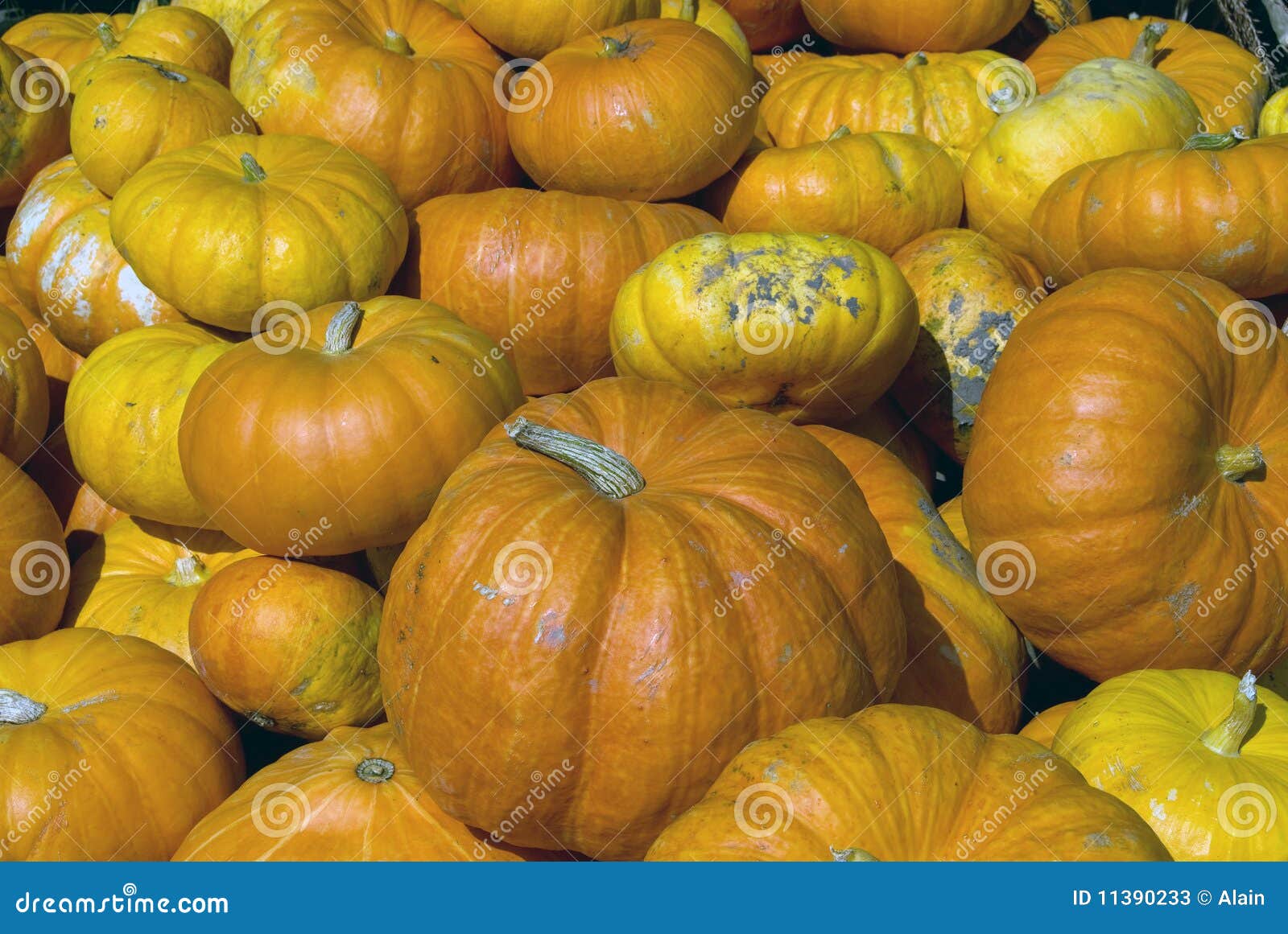 Squash stock image. Image of orange, seasonal, gourd - 11390233