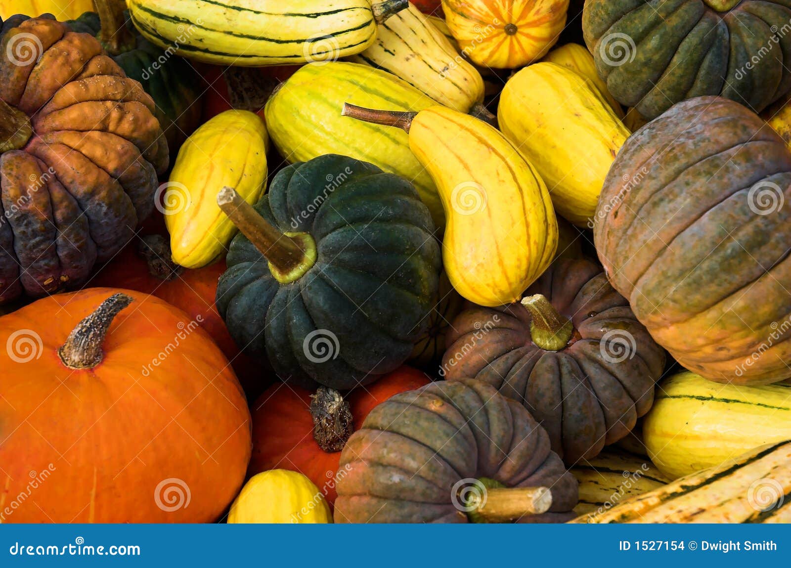 Squash stock photo. Image of winter, vegetarian, healthy - 1527154