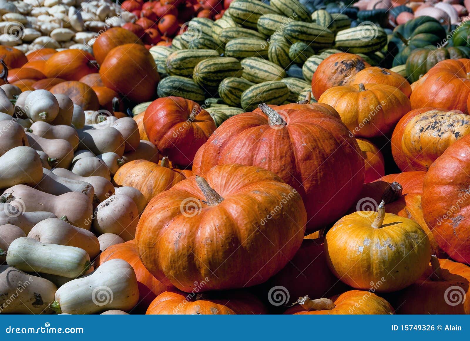 Squash stock photo. Image of harvest, vegetable, gourd - 15749326