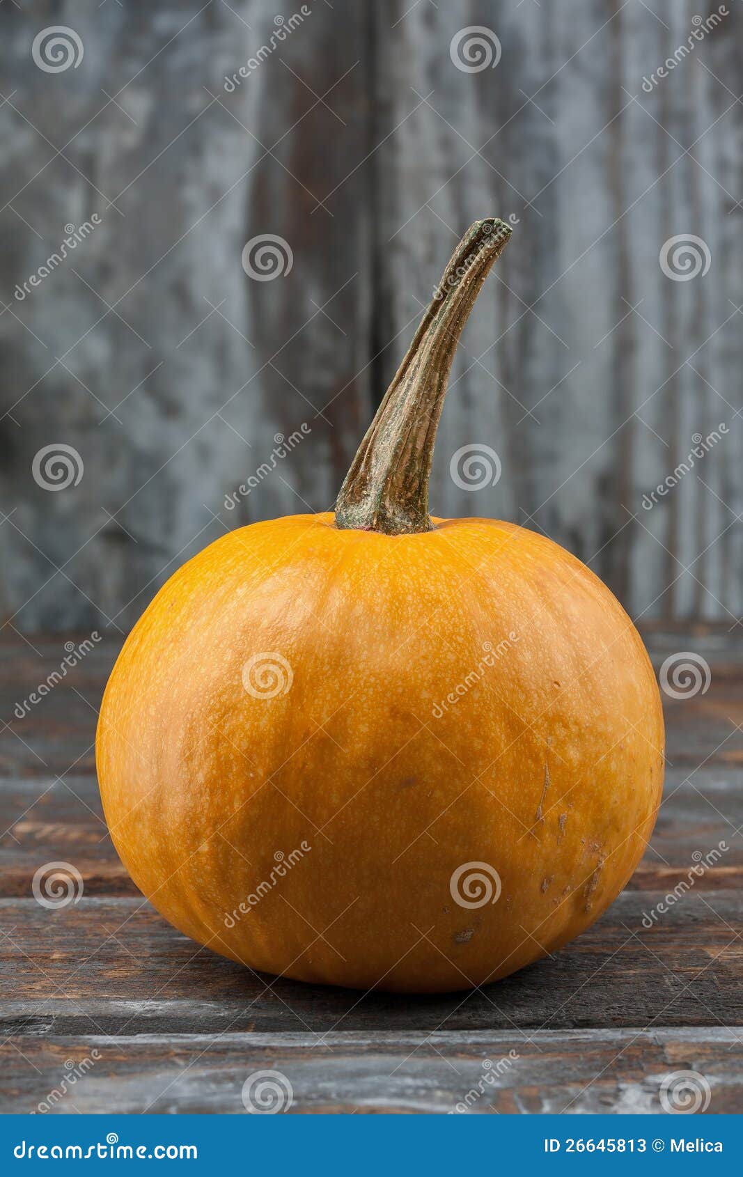 Squash stock image. Image of decoration, eating, natural - 26645813