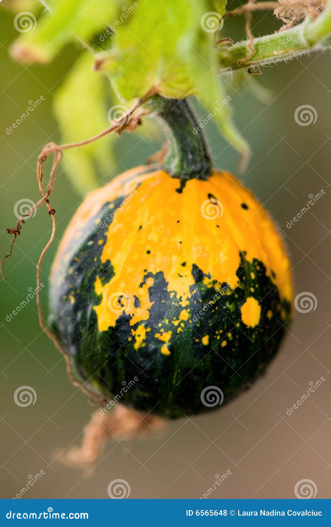 Squash stock photo. Image of bumpy, bright, cinnamon, gourd - 6565648