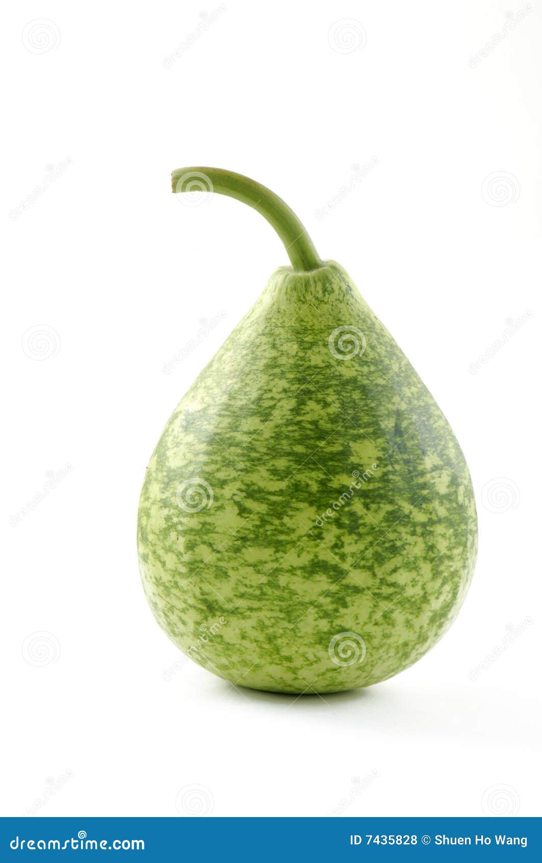 Squash stock photo. Image of bottle, grocery, long, indian - 7435828