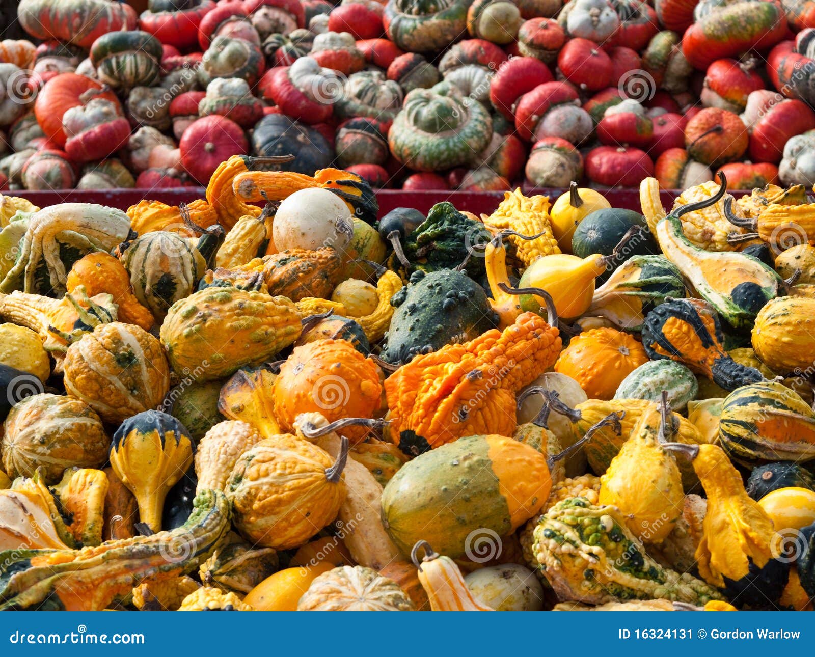 Squash Assortment stock image. Image of colorful, autumn - 16324131