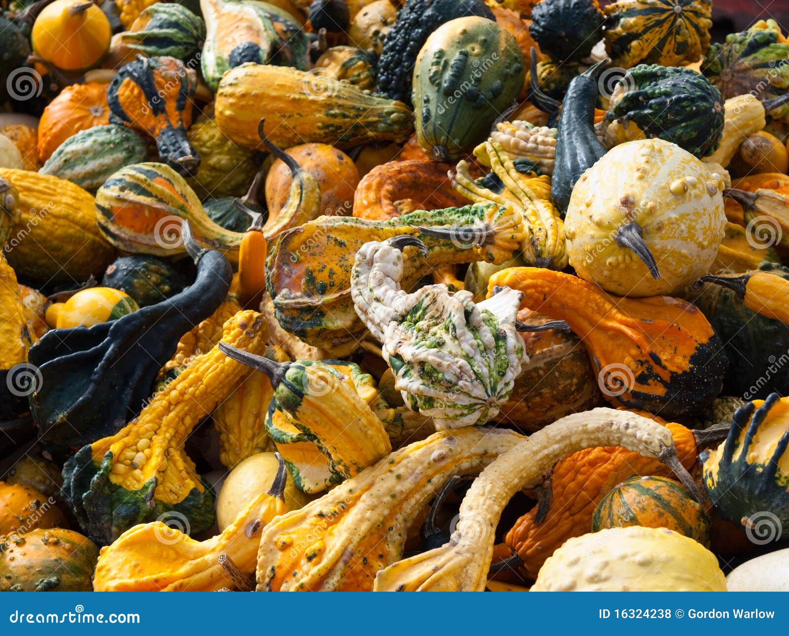 Squash Assortment stock photo. Image of colorful, green - 16324238