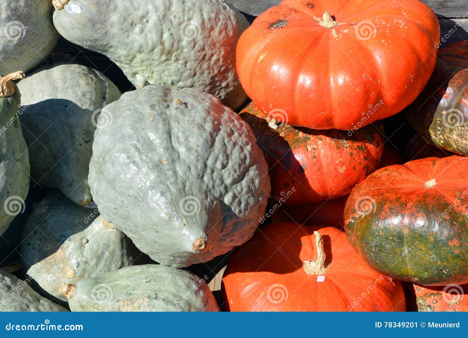 Squash stock image. Image of ornament, bunch, outdoor - 78349201
