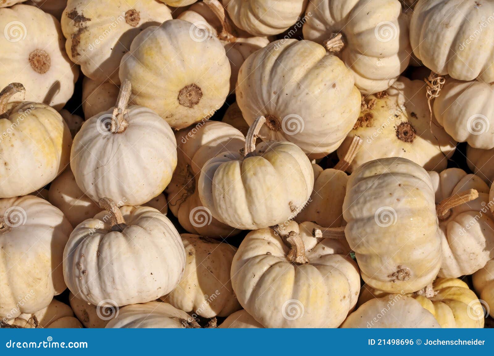Squash Baby Boo stock photo. Image of fine, soup, deli - 21498696