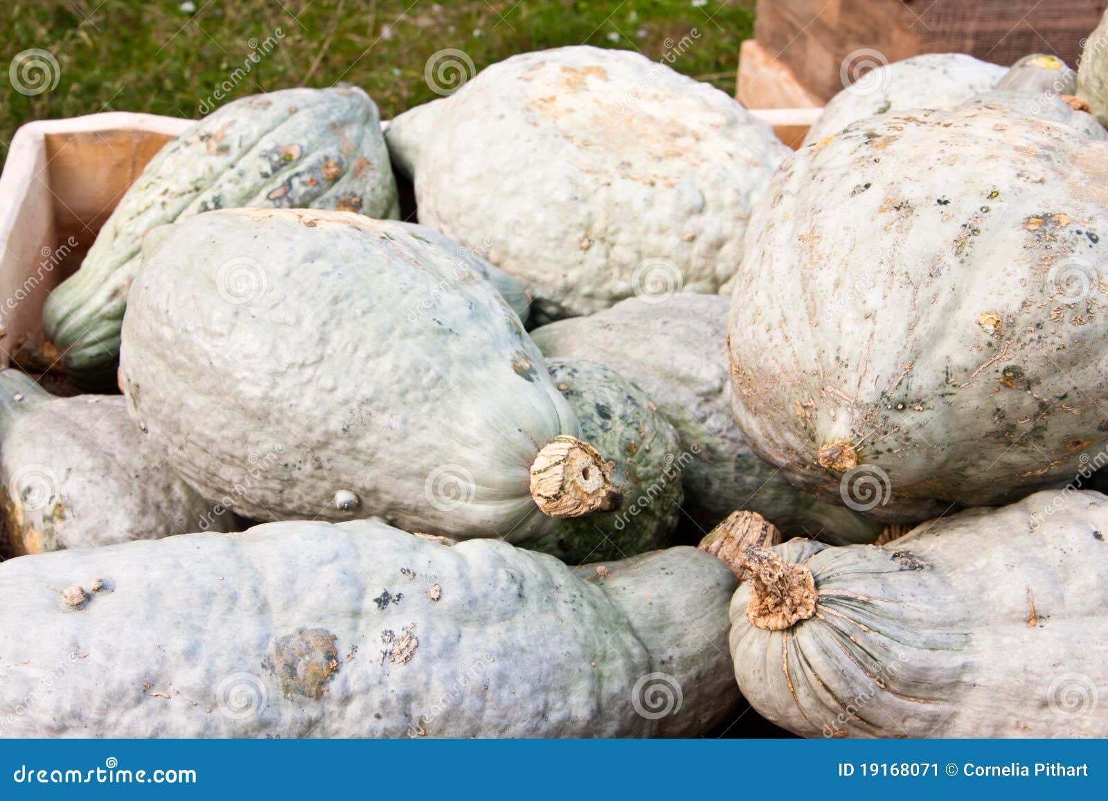 Squash Blue Hubbard stock image. Image of blue, hubbard - 19168071