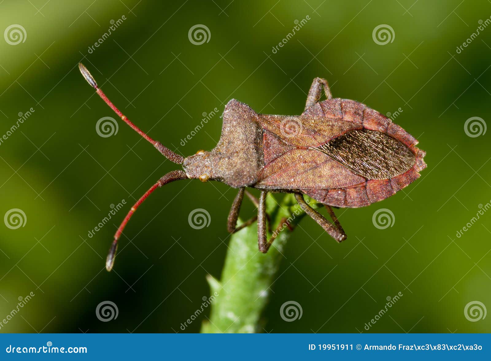 Coreus Marginatus, Dock Bug. Coreus Marginatus Is A Herbivorous Species ...