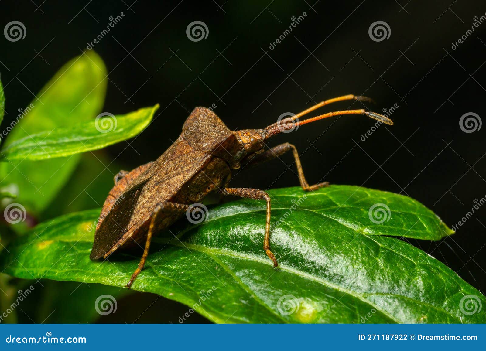 Squash Bug Coreus Marginatus. Dock Bug Coreus Marginatus on a Green ...
