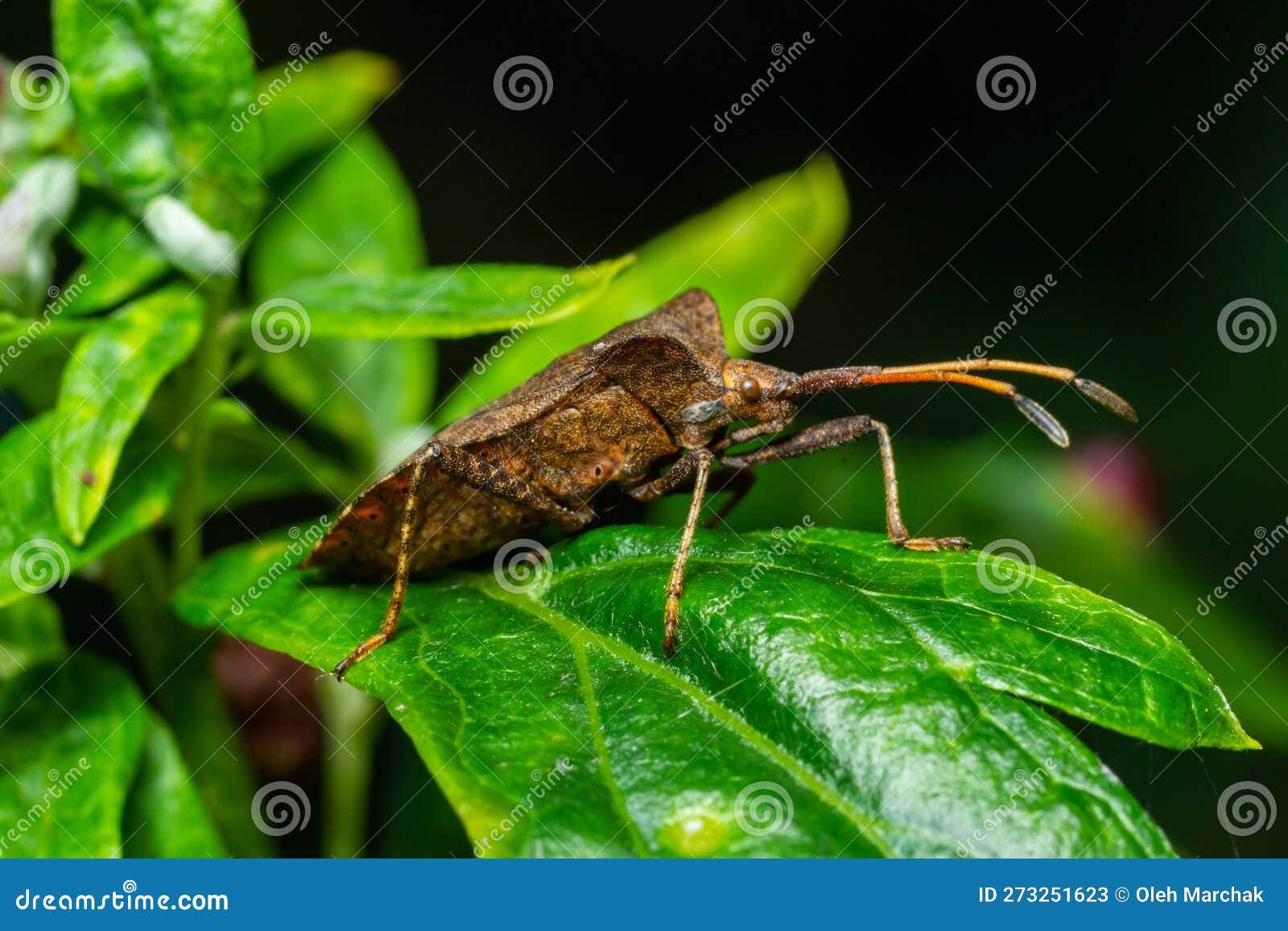 Squash Bug Coreus Marginatus. Dock Bug Coreus Marginatus on a Green ...
