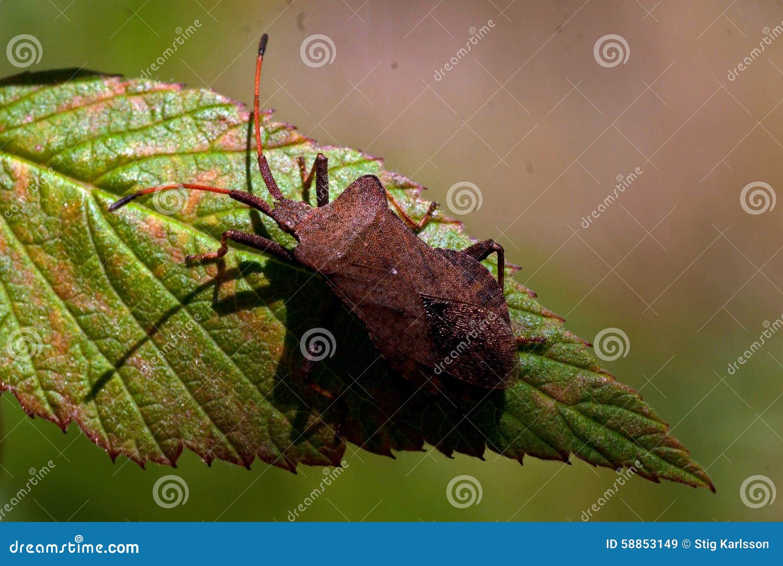 Squash Bug Coreus Marginatus Stock Image - Image of long, imago: 58853149