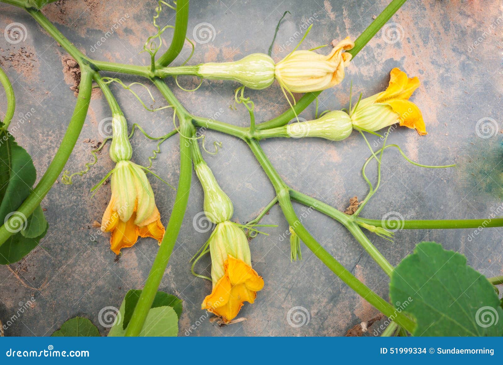 Squash Crop in Flowering Stage Stock Photo - Image of squash, farm ...