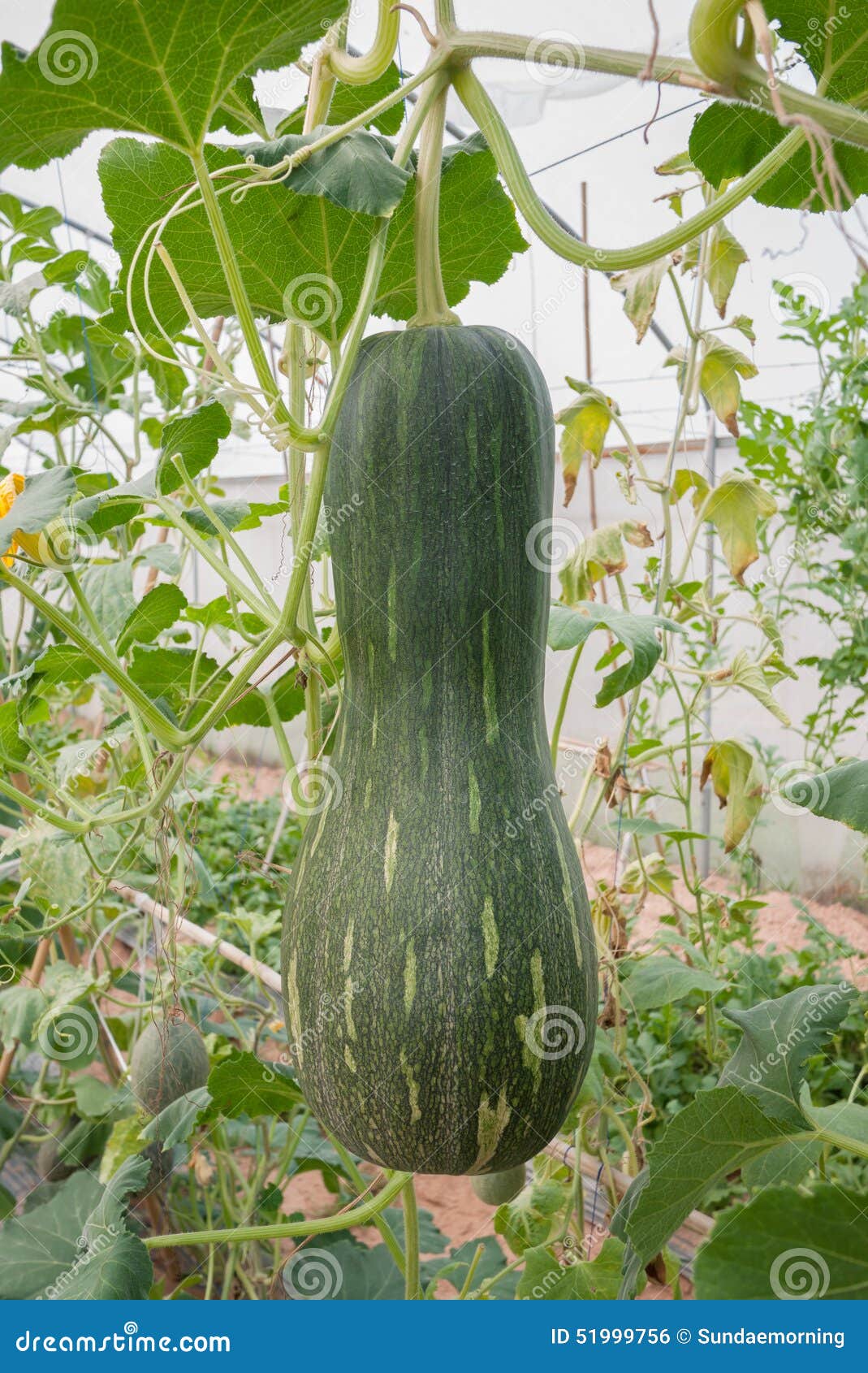 Squash Crop in Fruiting Stage Stock Photo - Image of farm, pumpkin ...
