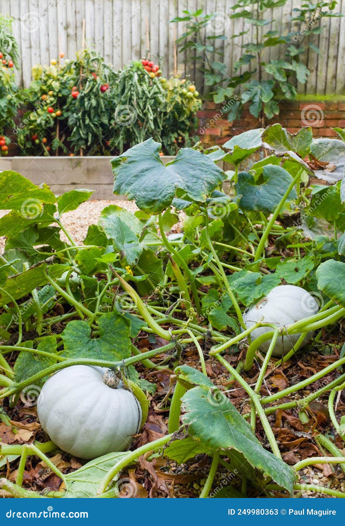 Squash Crown Prince, Squashes or Pumpkins in a Garden, UK Stock Image ...