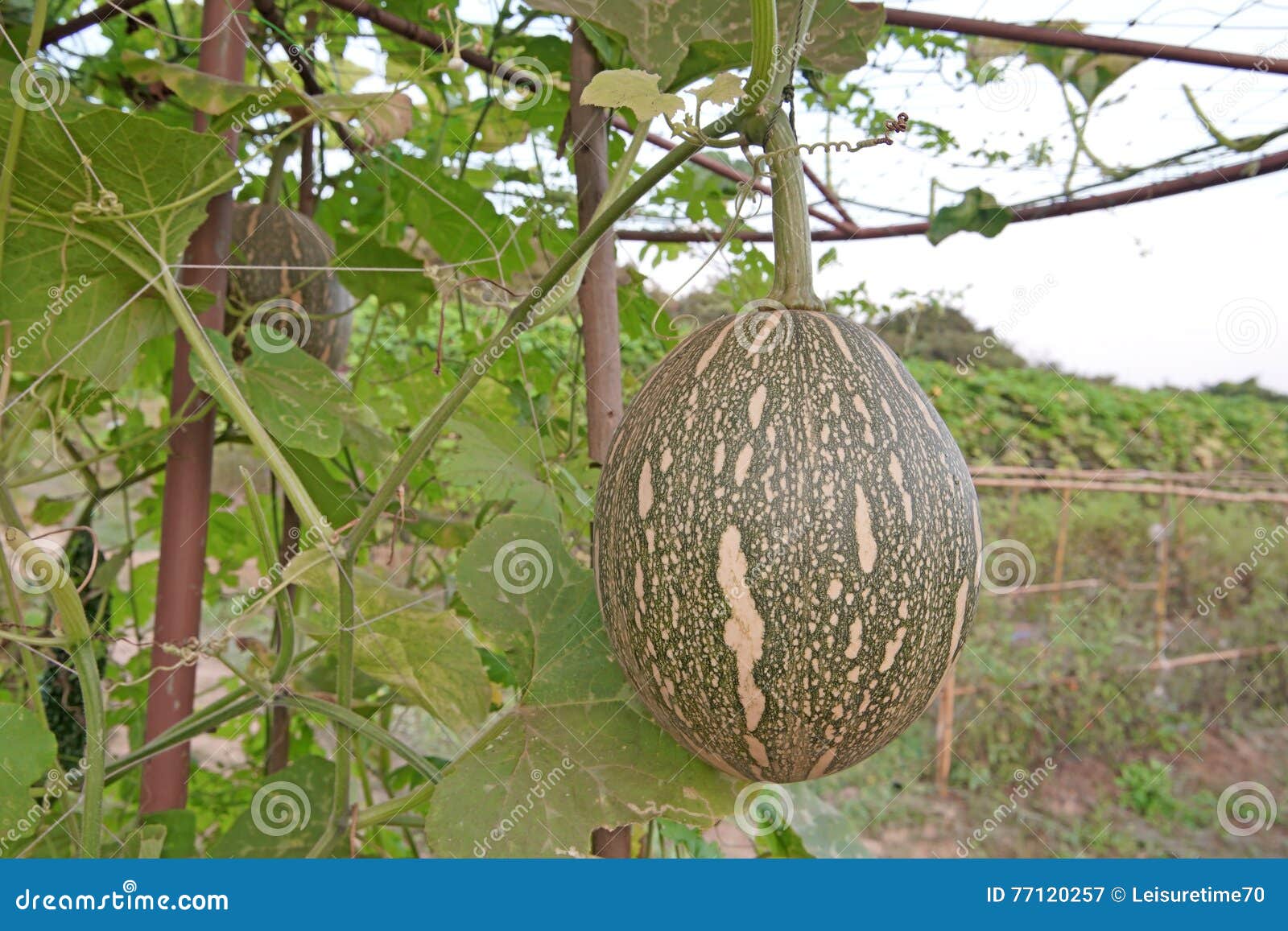 Squash Cushaw Pumpkin Or Cucurbita Mixta On Tree Stock Photography ...
