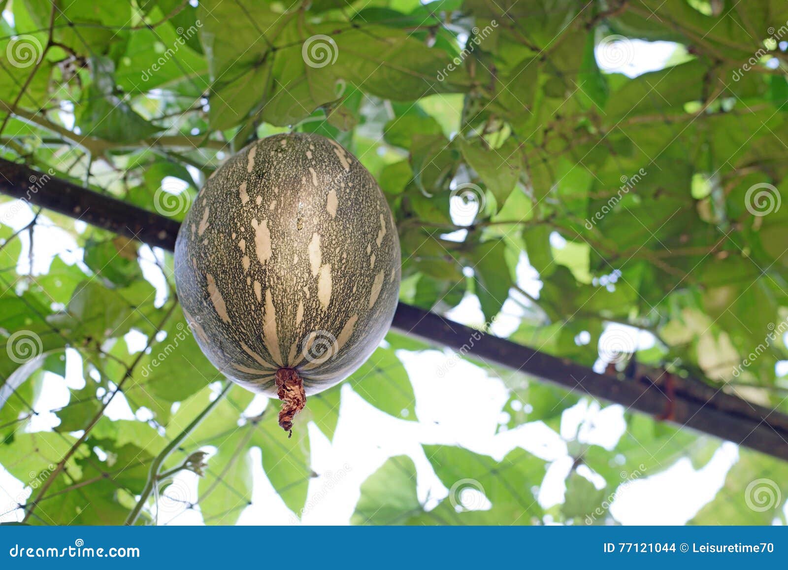 Squash Cushaw Pumpkin or Cucurbita Mixta on Tree Stock Photo - Image of ...