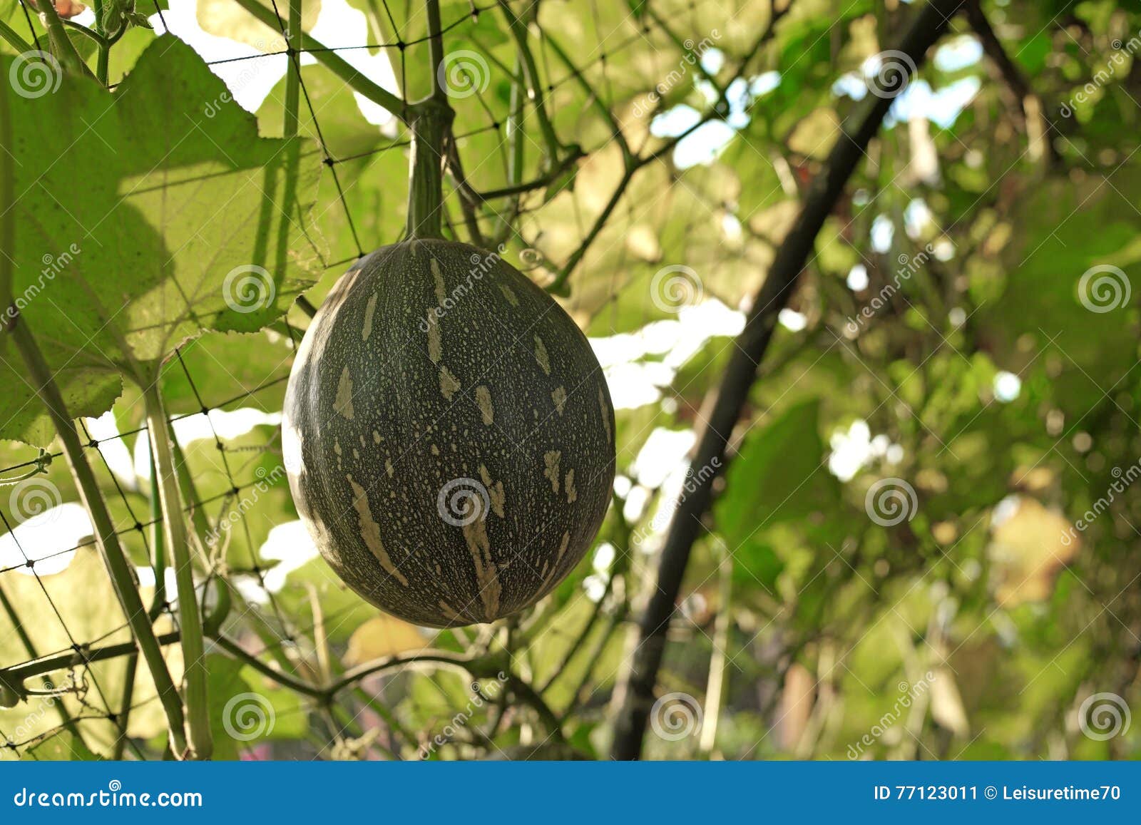Squash Cushaw Pumpkin or Cucurbita Mixta on Tree Stock Image - Image of ...