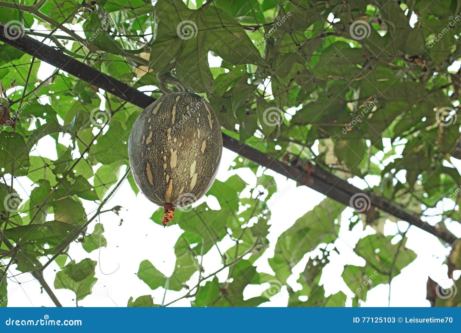 Squash Cushaw Pumpkin or Cucurbita Mixta on Tree Stock Image - Image of ...